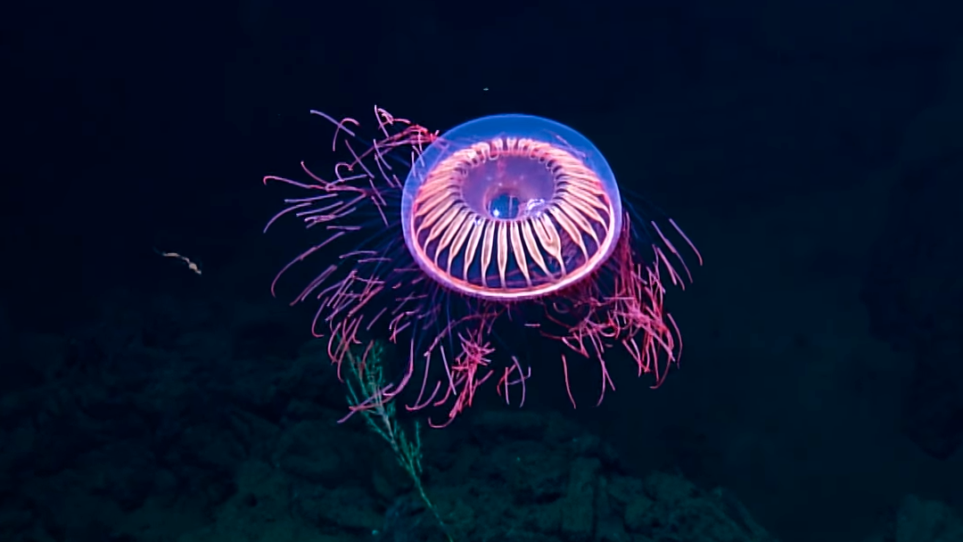 Descubren una rarísima medusa en México y la graban en video