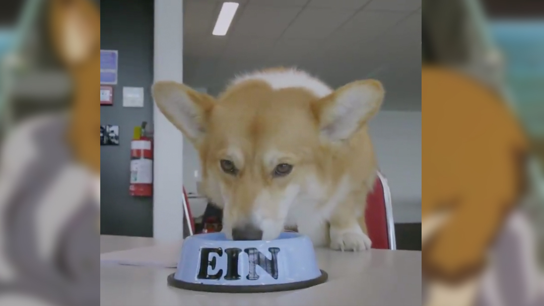 Netflix anuncia el comienzo de la producción de Cowboy Bebop con Ein el ...