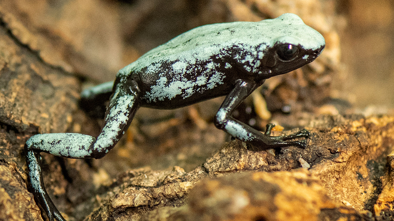 EE. UU regresa ranas exótica a Brasil que fueron traficadas ilegalmente